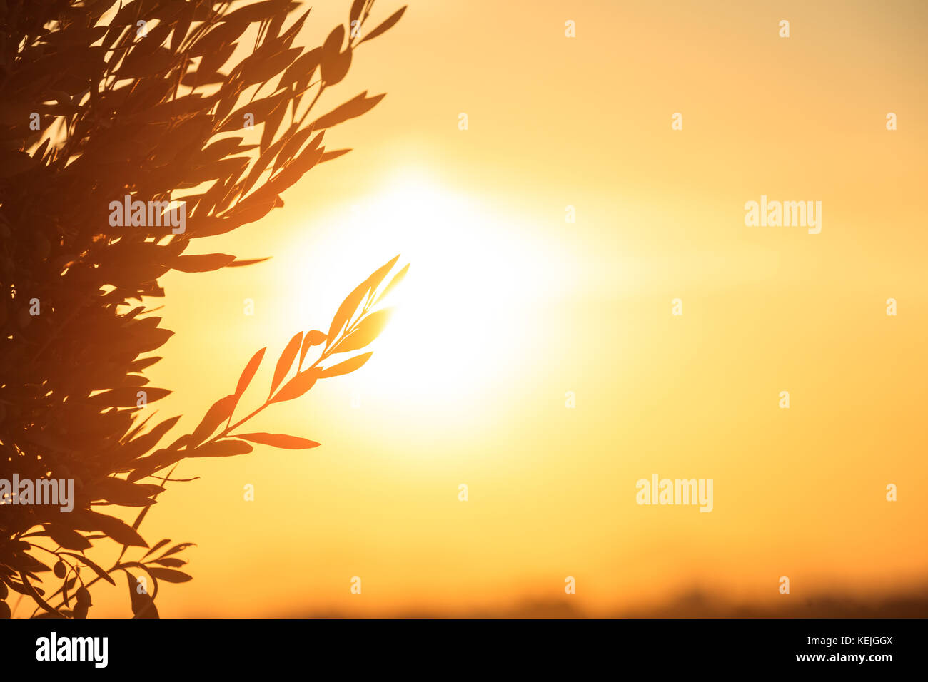 Olive trees with yellow sky and sun hi-res stock photography and images ...