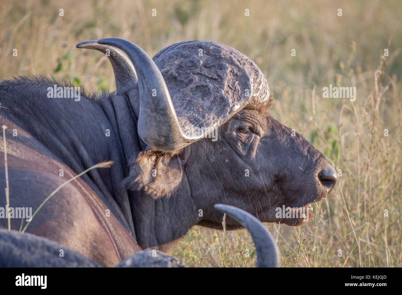 Side profile of an African buffalo in the Kruger National Park, South ...