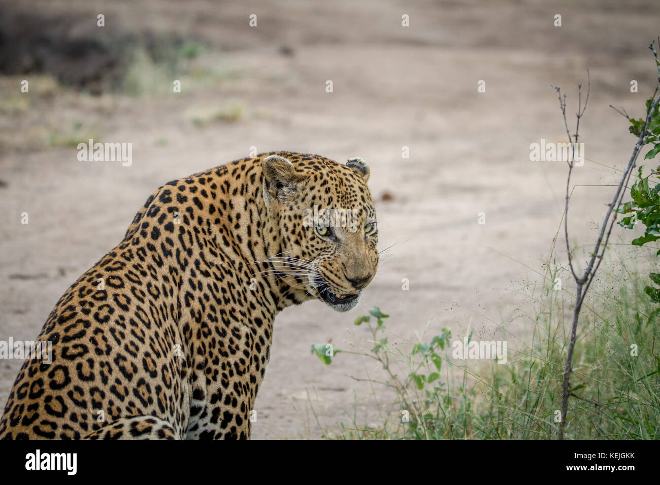 Side profile of a big male Leopard in the Kruger National Park, South ...