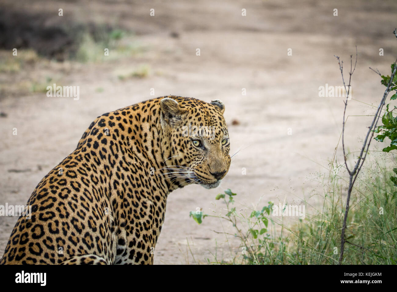Side profile of a big male Leopard in the Kruger National Park, South ...