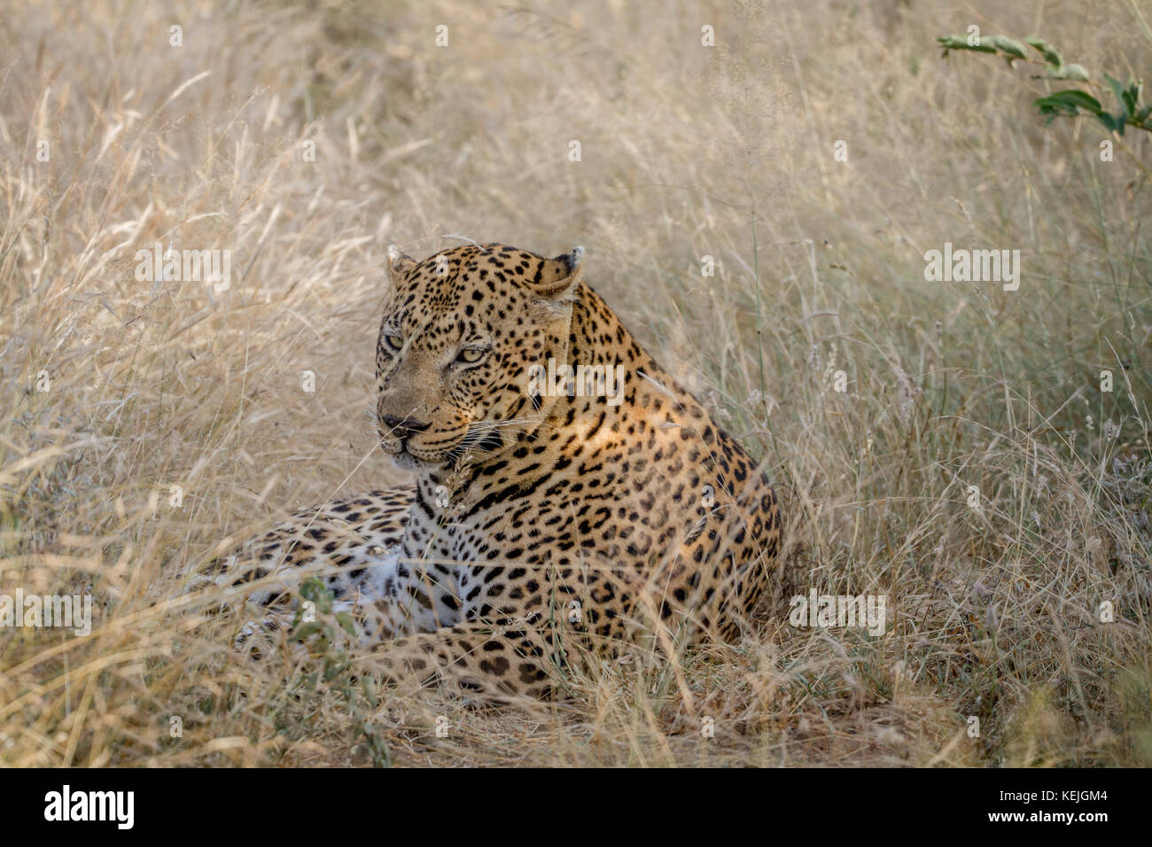 Big male Leopard laying down in the grass in the Kruger National Park ...