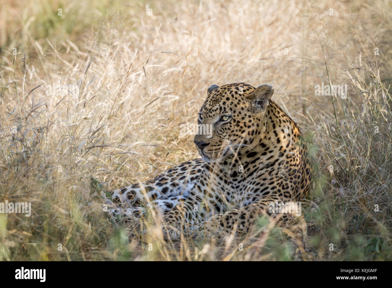 Big male Leopard laying down in the grass in the Kruger National Park ...