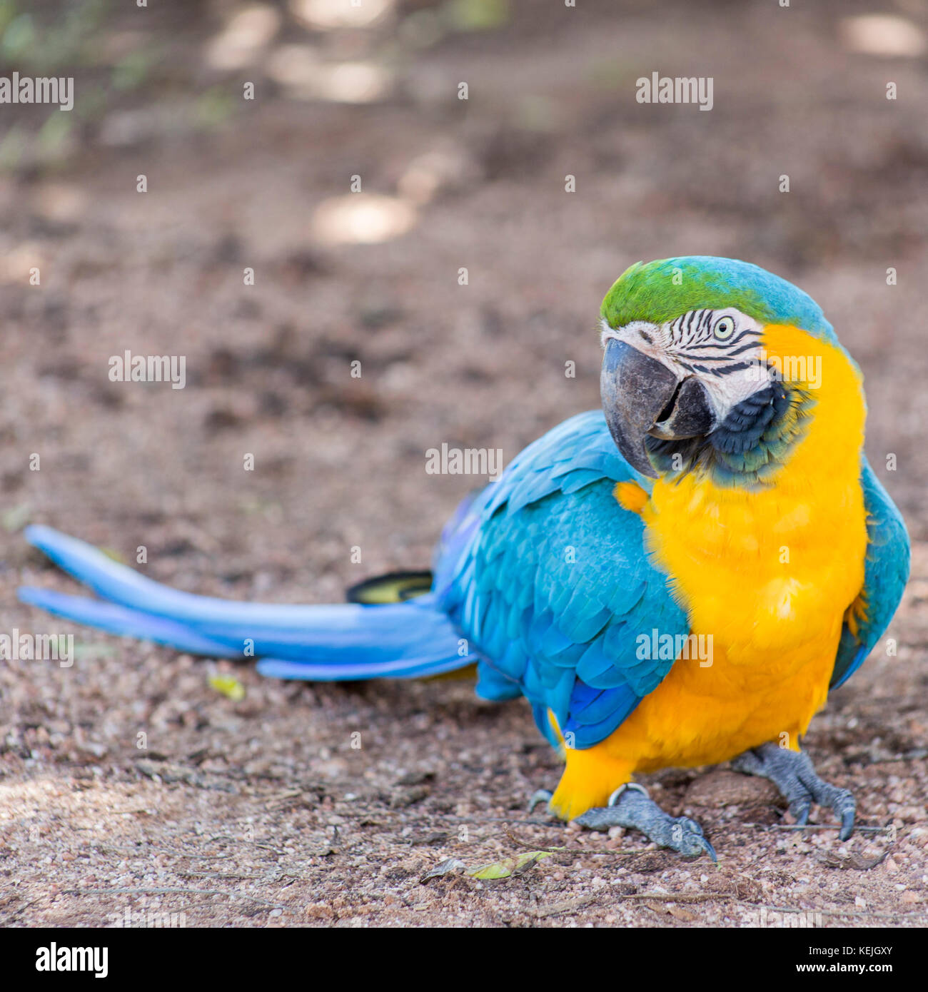 Arara at South Pantanal, Fazenda San Franscisco, city of Miranda, Mato ...