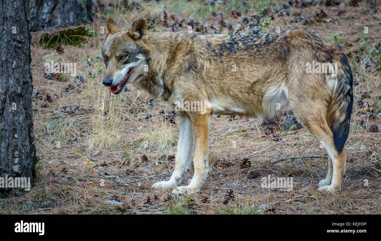 Canis Lupus Signatus profile view Stock Photo - Alamy