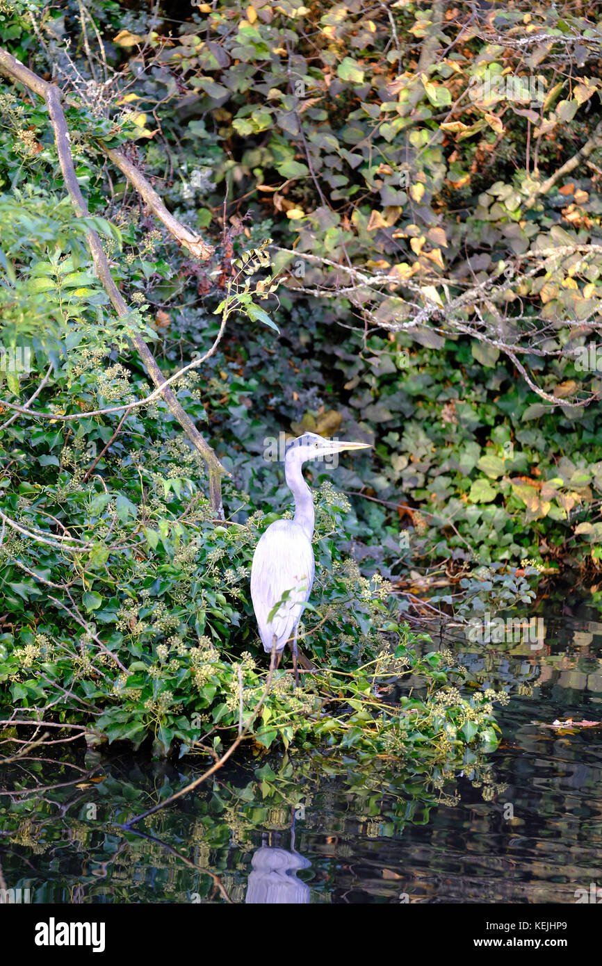 Ravenscourt Park Hammersmith, London, United Kingdom Stock Photo - Alamy