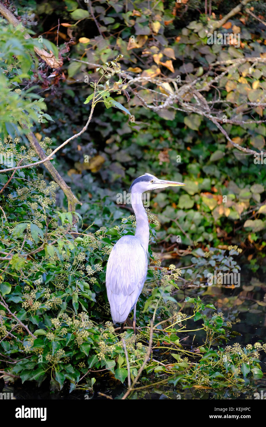 Ravenscourt Park Hammersmith, London, United Kingdom Stock Photo - Alamy