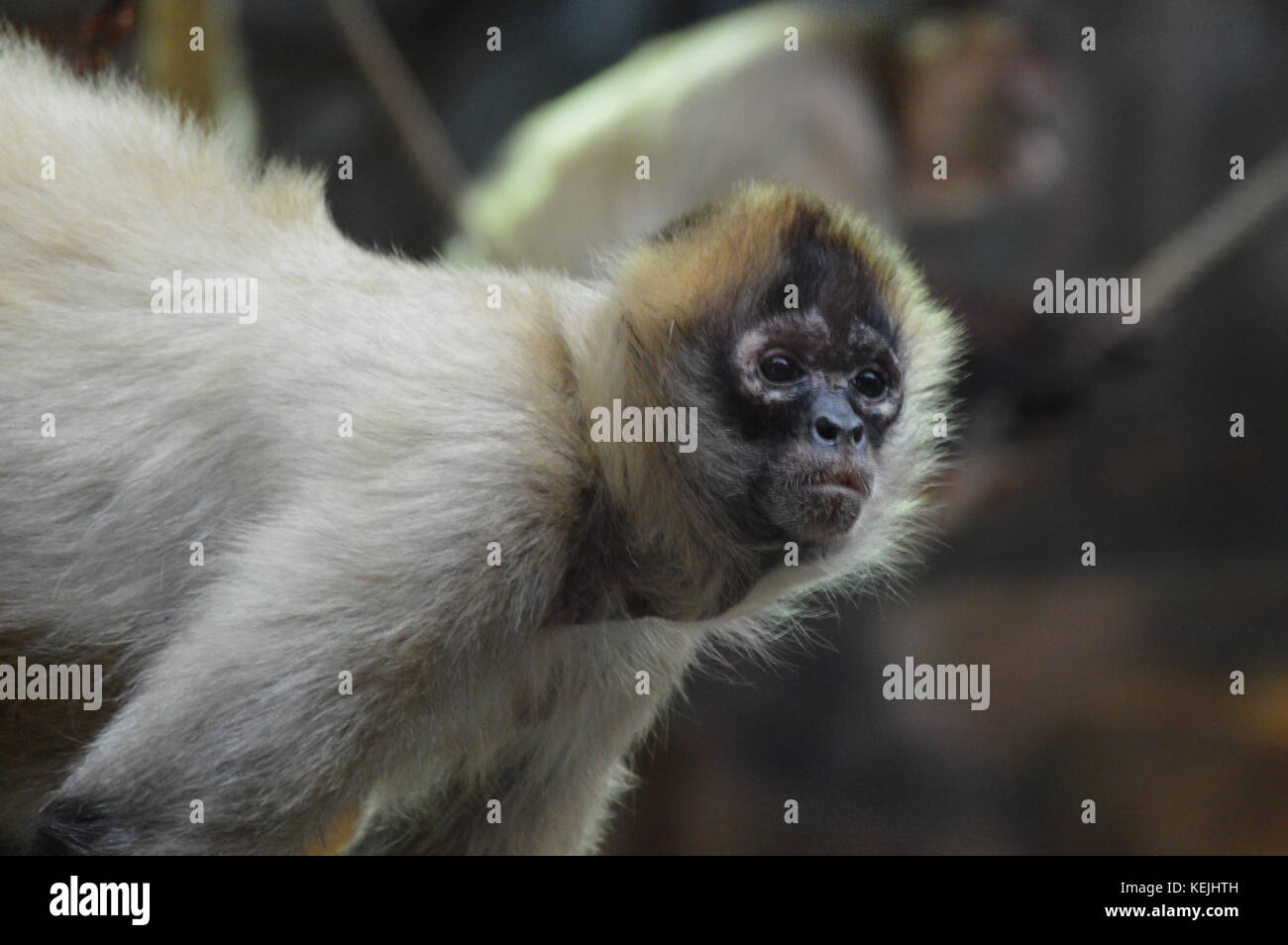 Monkey hands face hi-res stock photography and images - Alamy