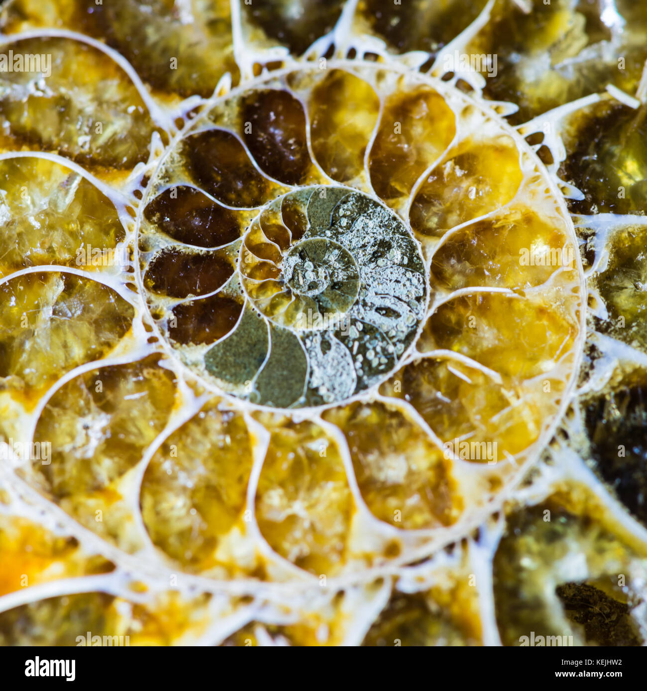 Ammonite cross section hi-res stock photography and images - Alamy