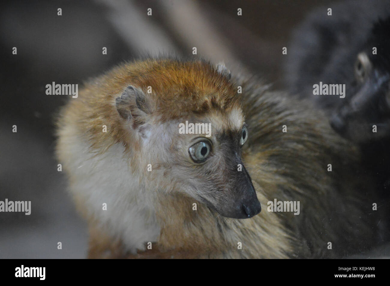 Blue Eyed Lemur Stock Photo - Alamy