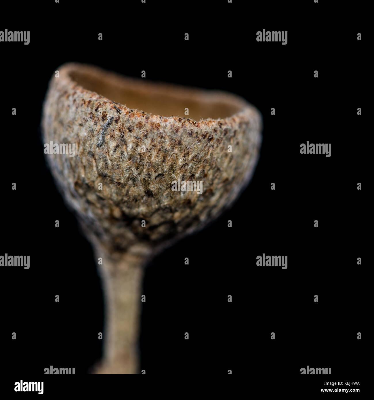 A macro shot of an acorn cup, called a cupule Stock Photo - Alamy