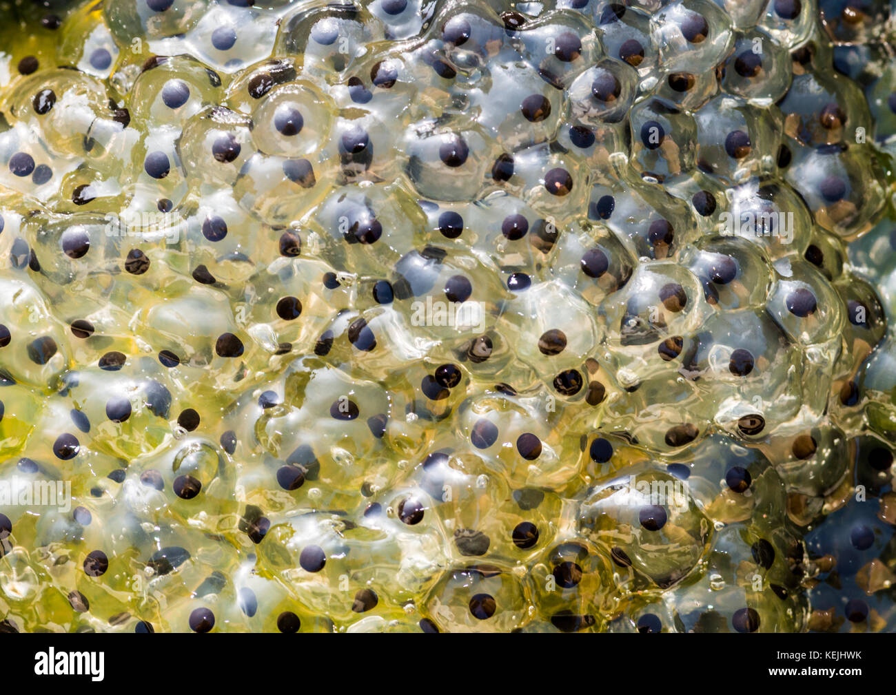 Frogspawn in a pond hi-res stock photography and images - Alamy