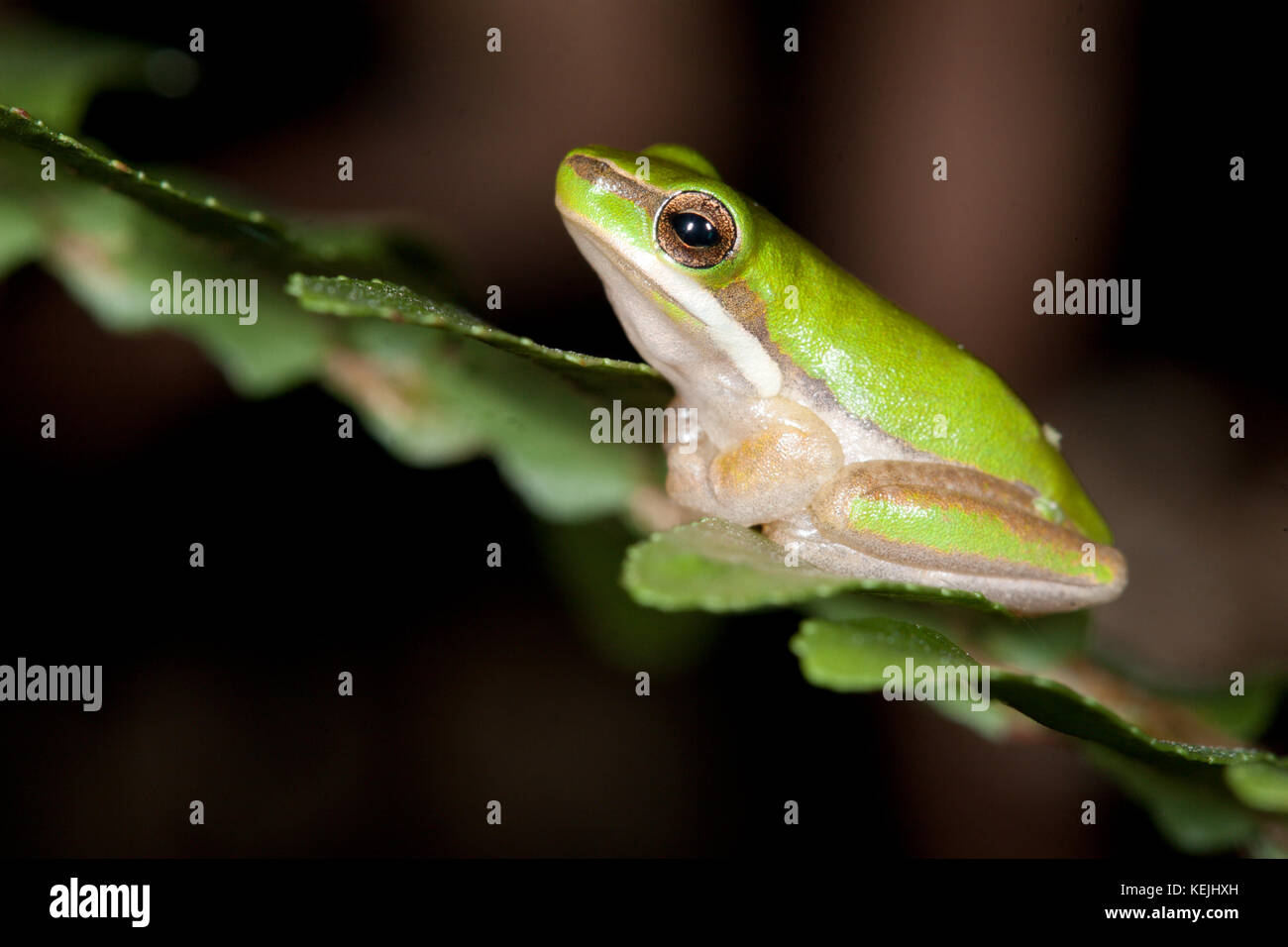 Juvenile tree frog hi-res stock photography and images - Alamy