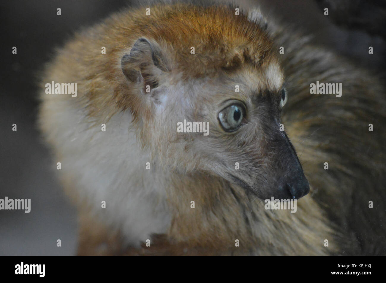 Blue Eyed Lemur Stock Photo - Alamy