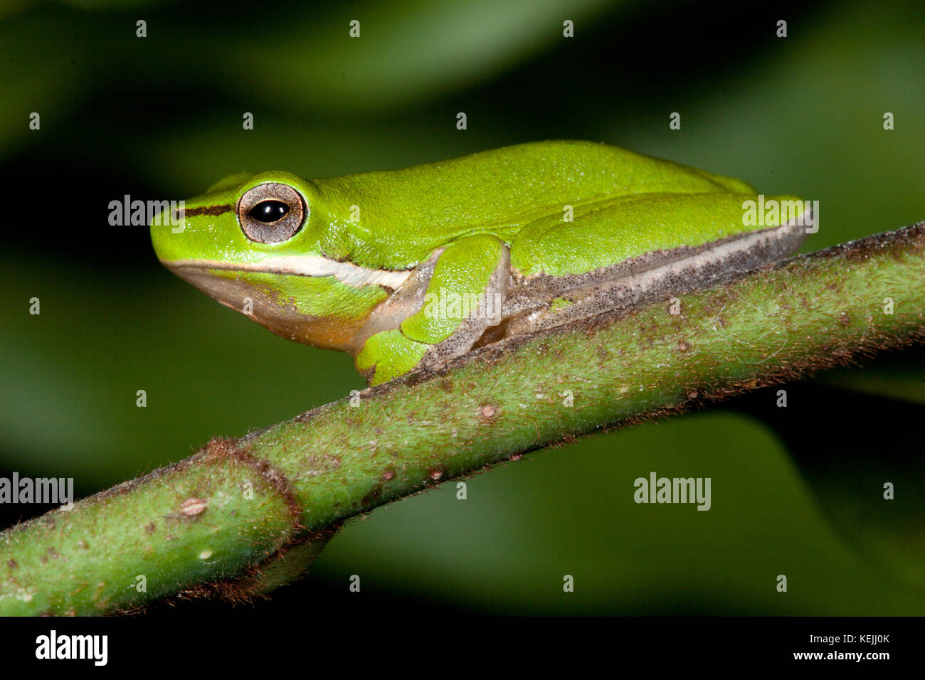 Adult Dwarf Tree Frog (Litoria fallax) on branch. Hopkins Creek. New ...