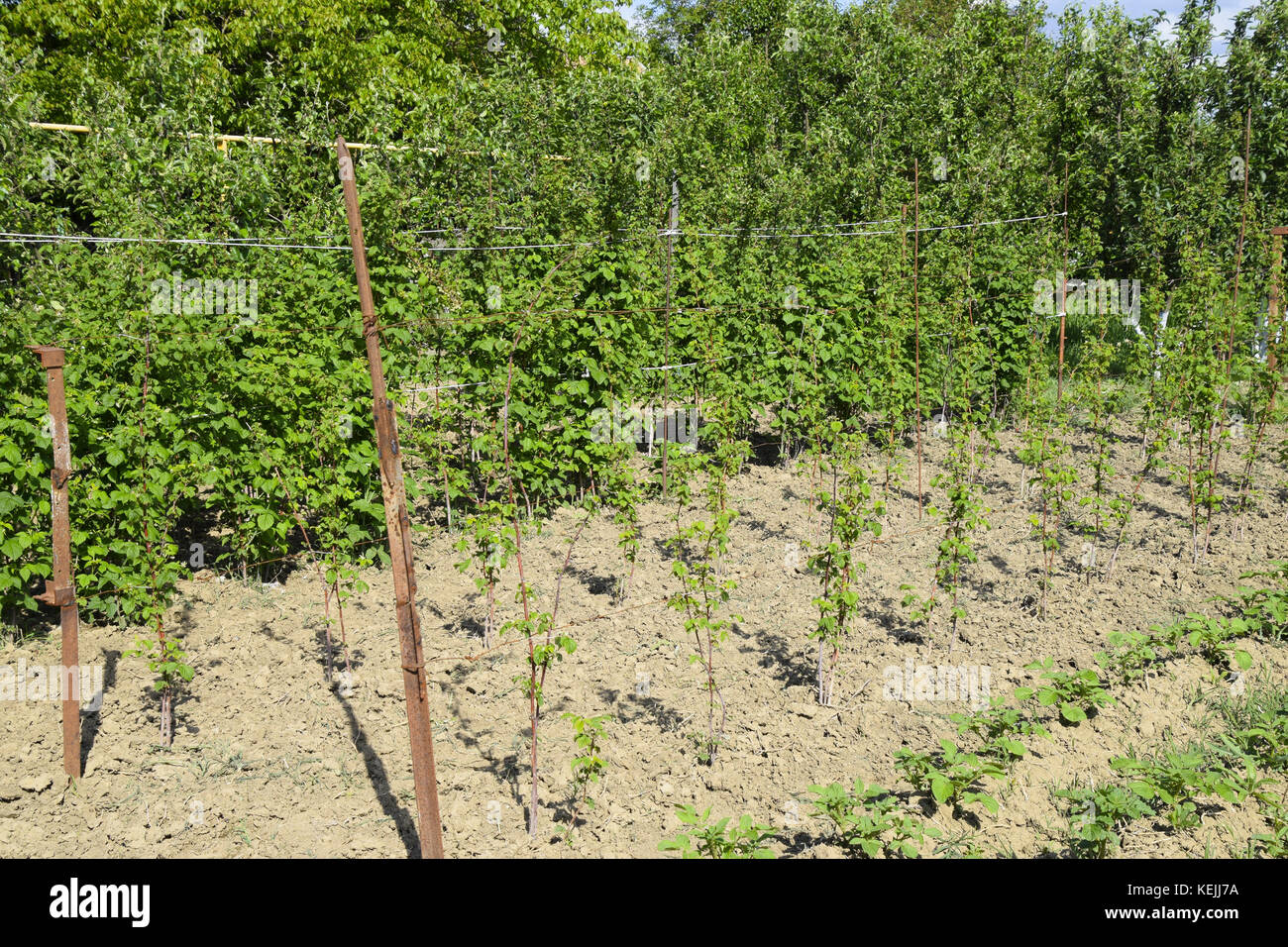 The beds raspberries. The stems of raspberries on a trellis Squirting ...