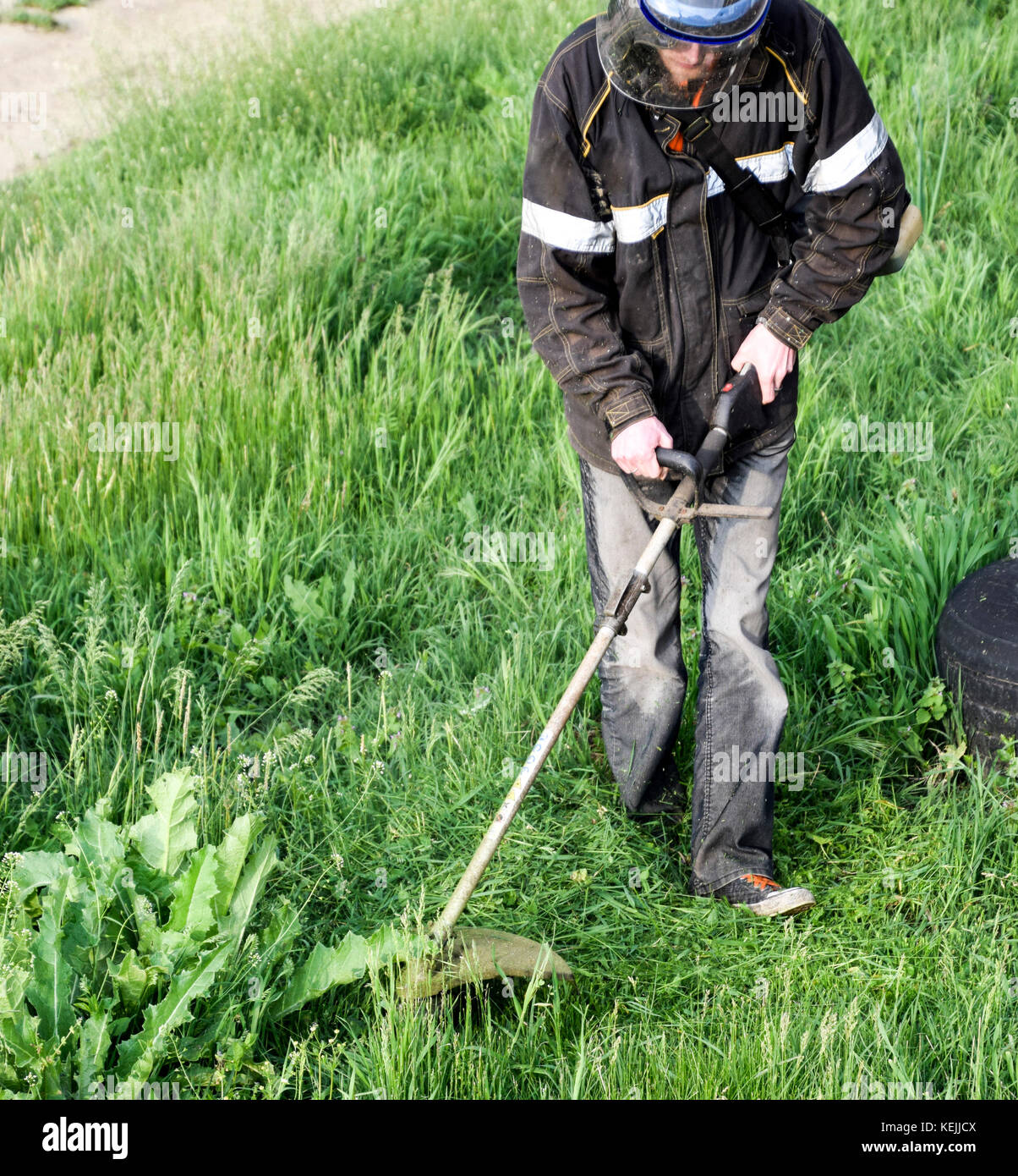 Mowing green grass using a fishing line trimmer. Application trimmers ...