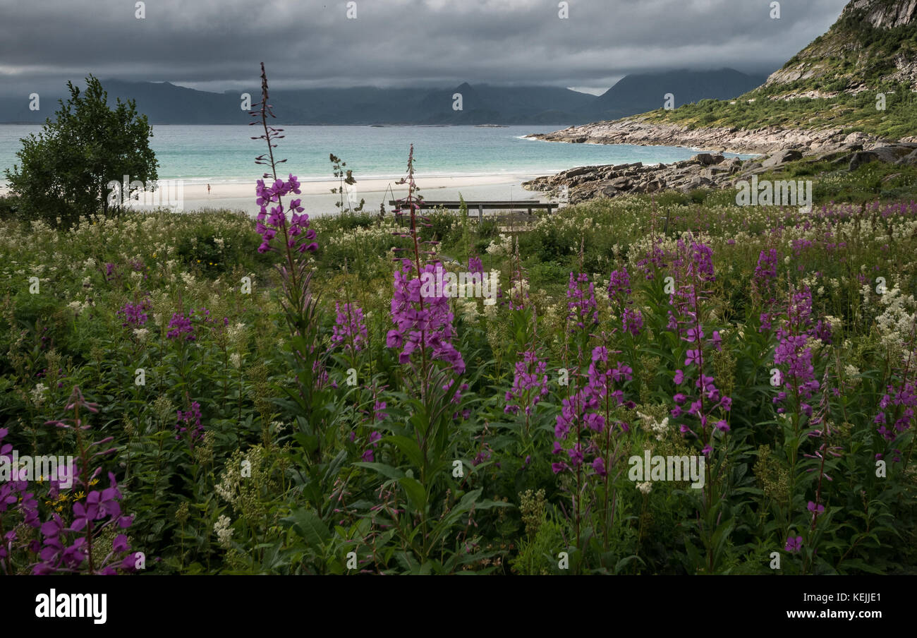 wild flowers on a sandy beach Stock Photo - Alamy