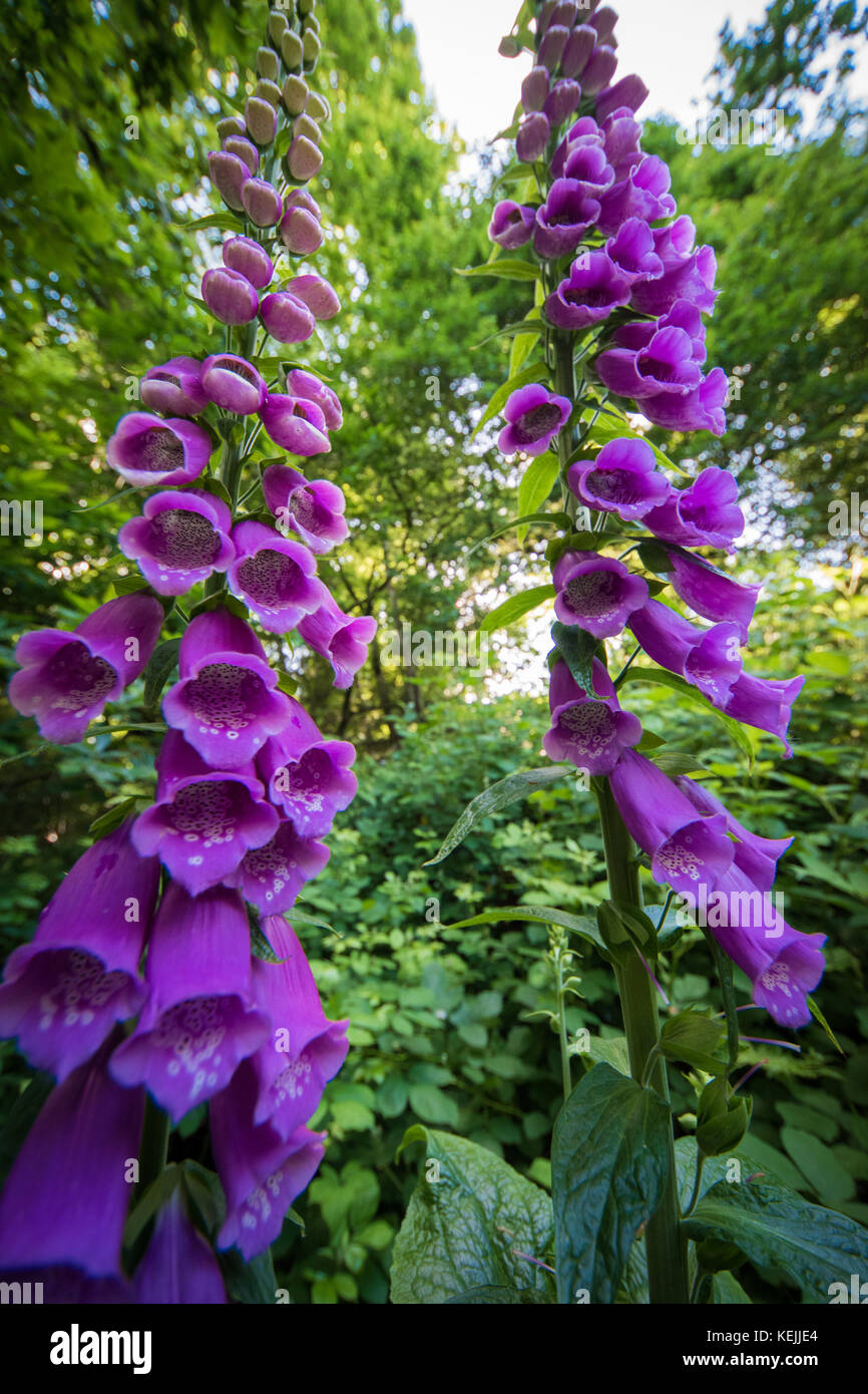 Wild flowers in the woods Stock Photo - Alamy