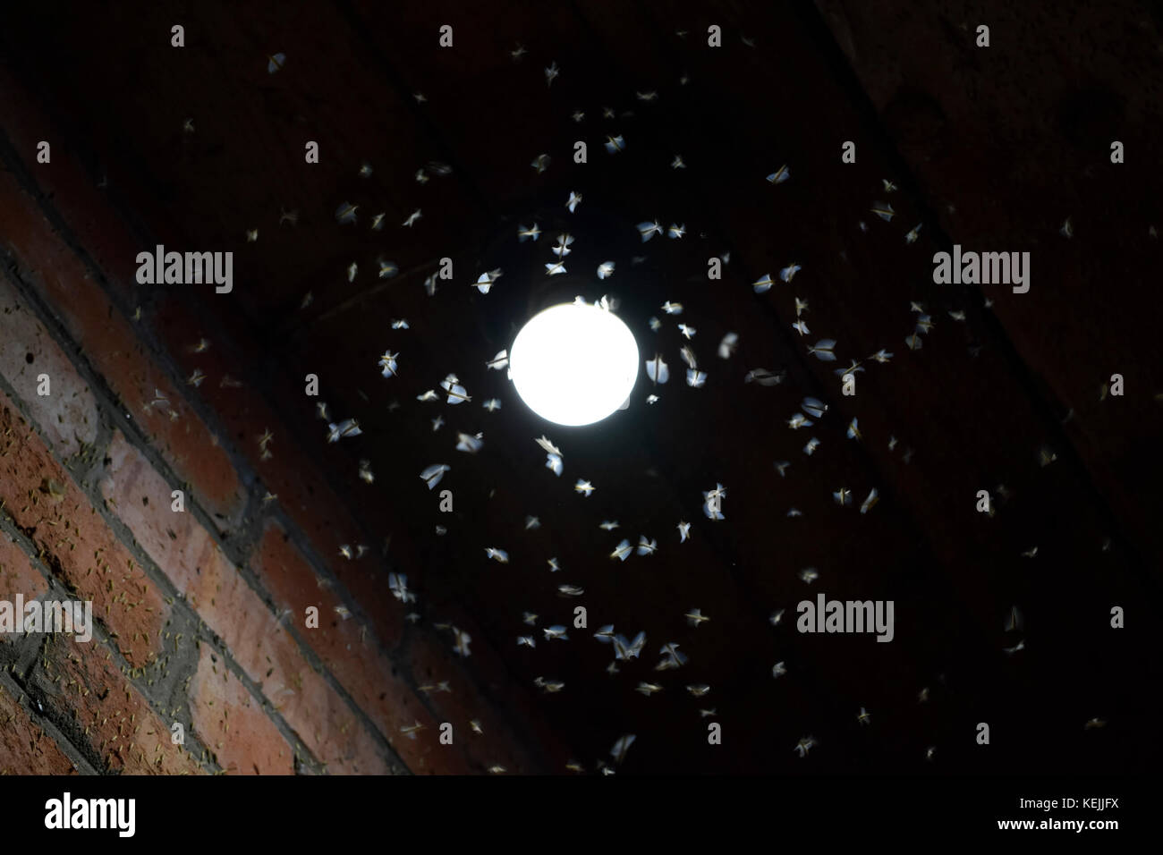 Night insects at a bulb. Attraction of insects light Stock Photo - Alamy