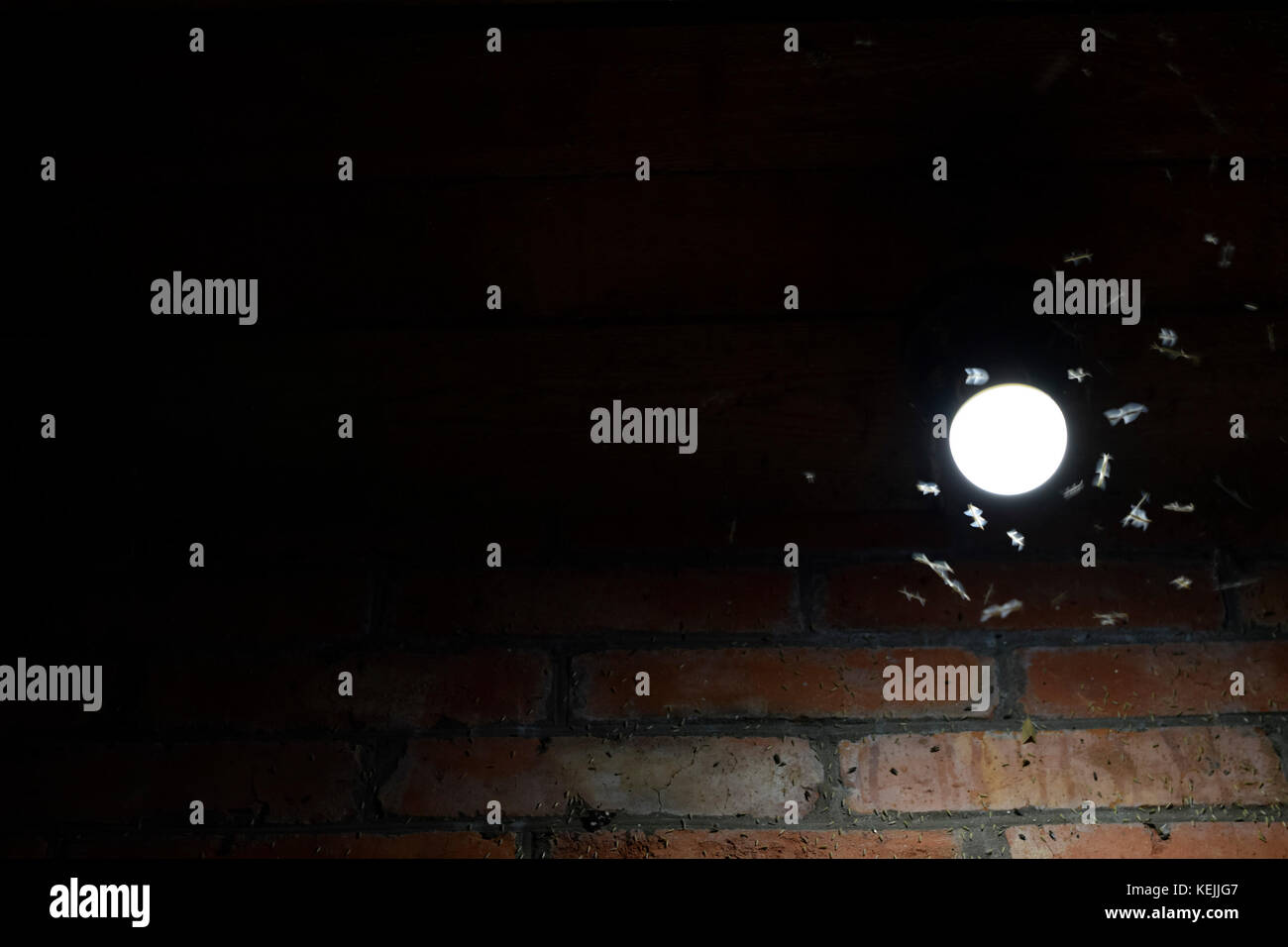 Night insects at a bulb. Attraction of insects light Stock Photo - Alamy