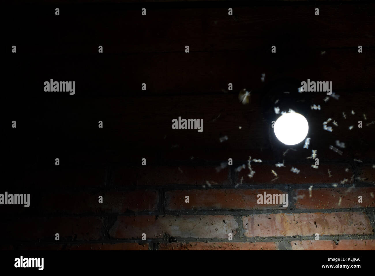 Night insects at a bulb. Attraction of insects light Stock Photo - Alamy