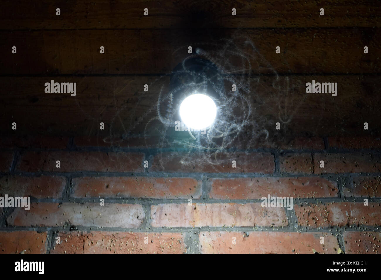 Night insects at a bulb. Attraction of insects light Stock Photo - Alamy