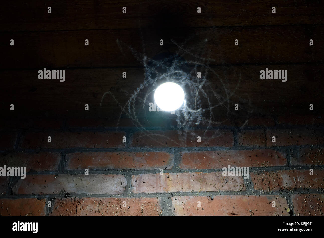 Night insects at a bulb. Attraction of insects light Stock Photo - Alamy