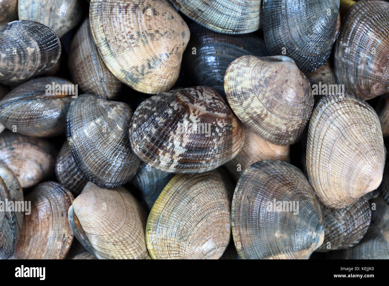 Live clams hi-res stock photography and images - Alamy