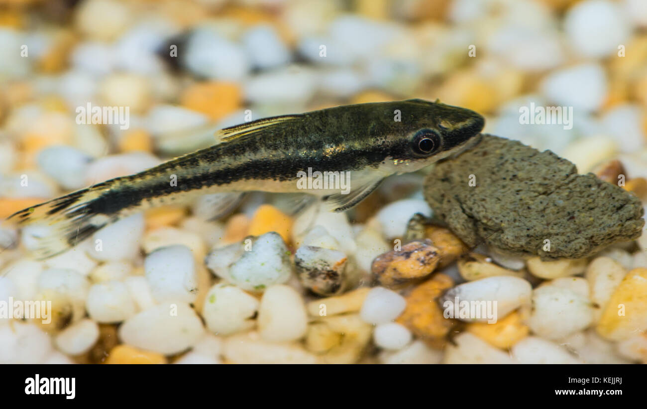 Algae fish food hi-res stock photography and images - Alamy