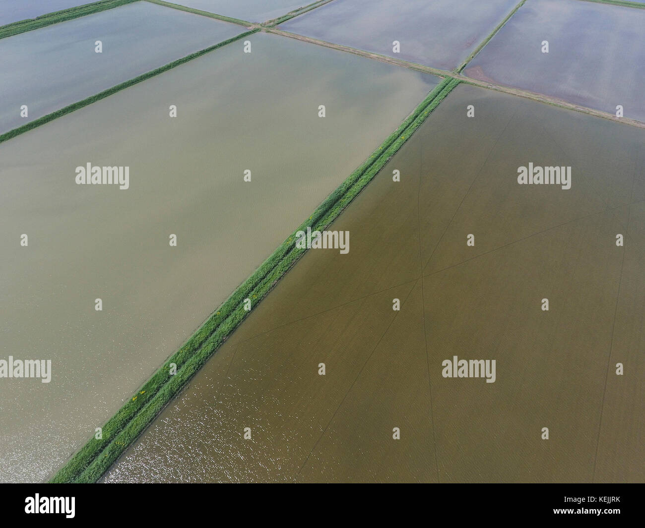 Flooded rice paddies. Agronomic methods of growing rice in the fields ...