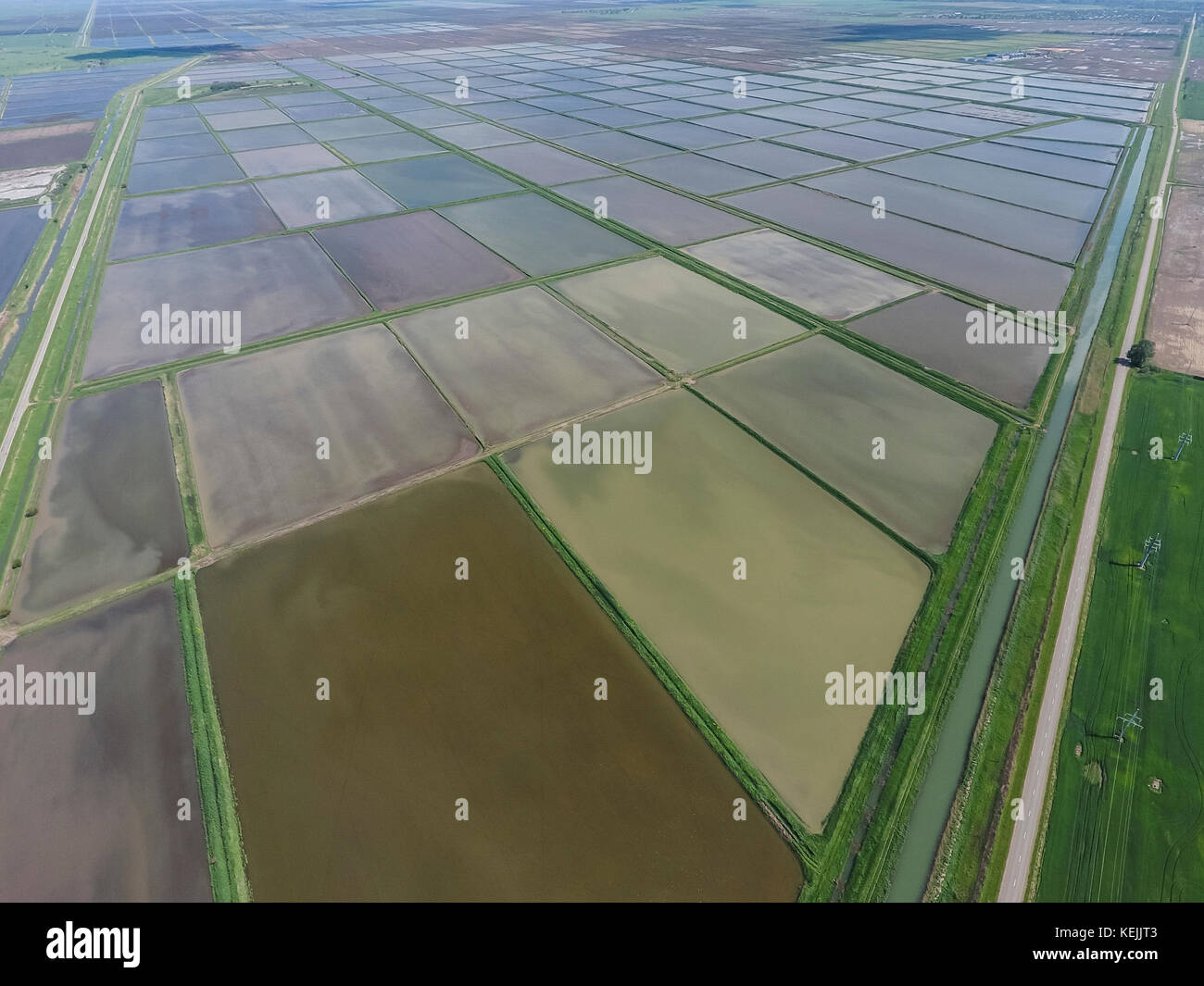 Flooded rice paddies. Agronomic methods of growing rice in the fields ...