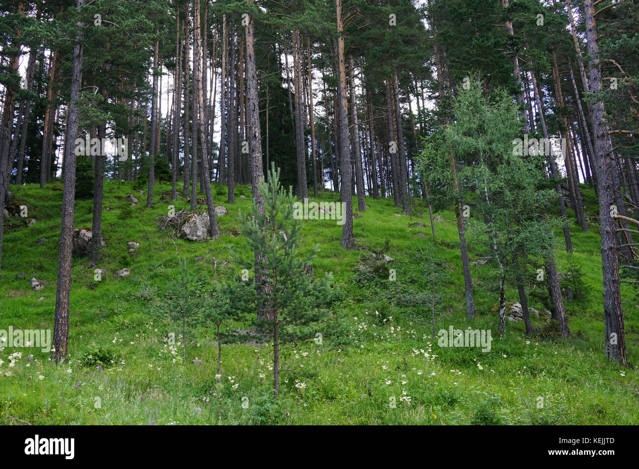 Green pine color landscape hi-res stock photography and images - Alamy