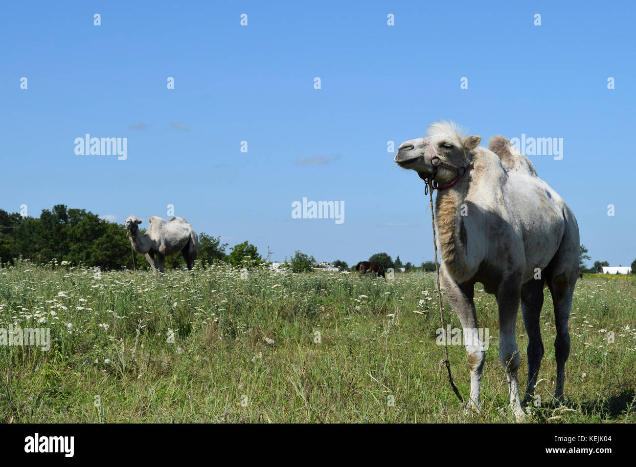Camel on a pasture. Animals on private farm Stock Photo - Alamy