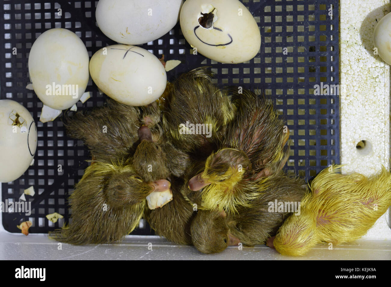 Hatching of eggs of ducklings of a musky duck in an incubator ...