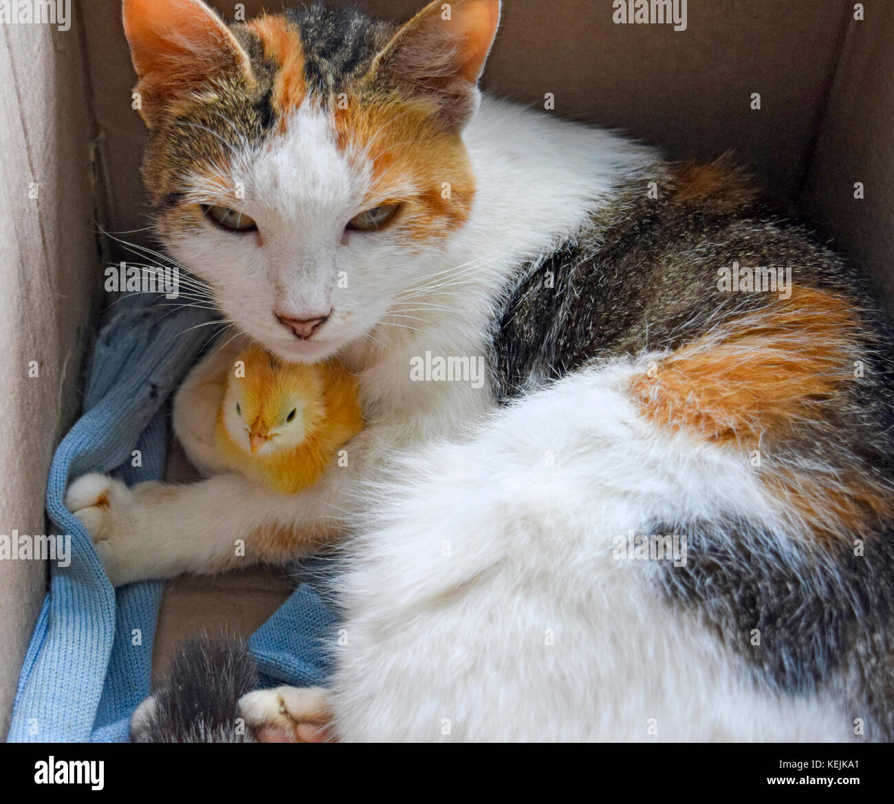 Cat warms chicken. Cat takes a chicken for her cub Stock Photo - Alamy