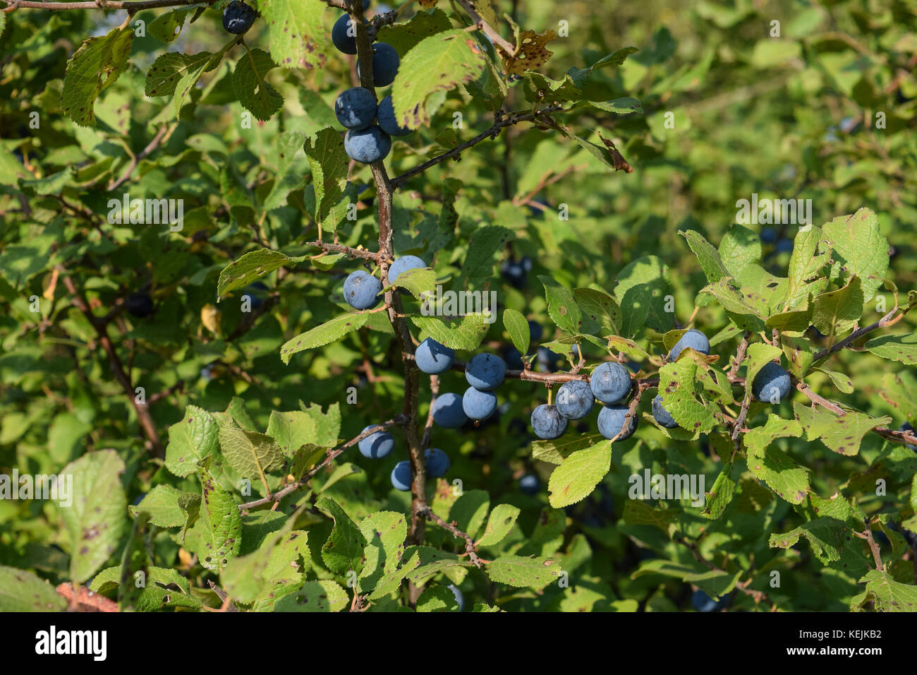 Berries of wild plum - a sloe. Wild fruit in the nature Stock Photo - Alamy
