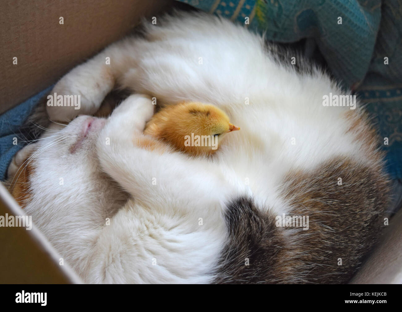 Cat warms chicken. Cat takes a chicken for her cub Stock Photo - Alamy