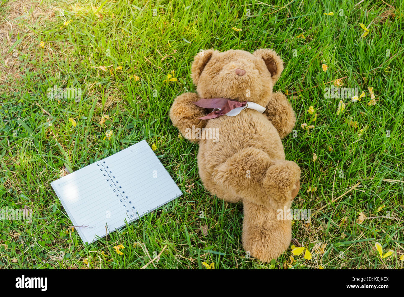 a cute teddy bear lying on grass and notebook to fill Stock Photo - Alamy