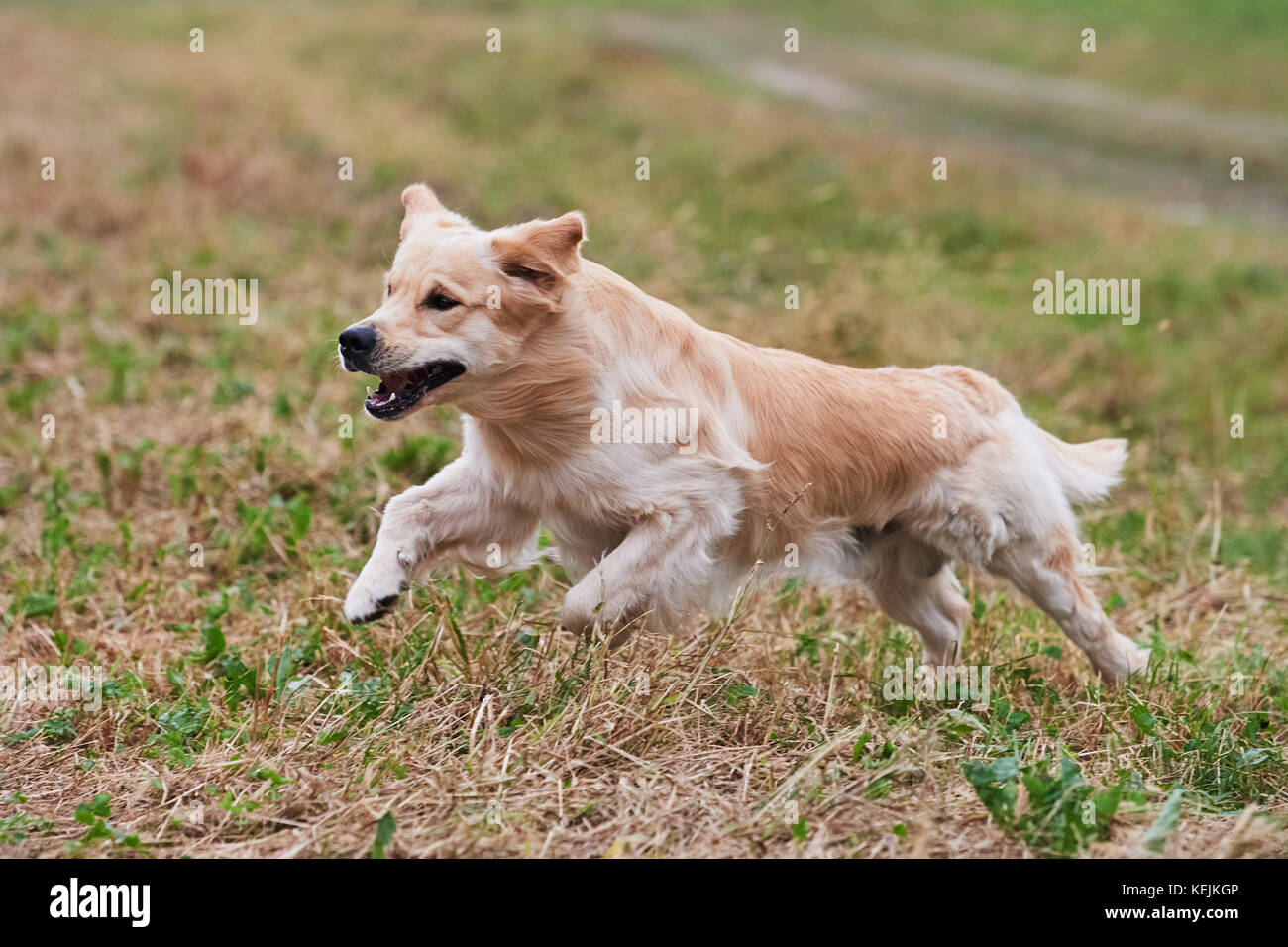Running young purebred Golden Retriever Stock Photo - Alamy