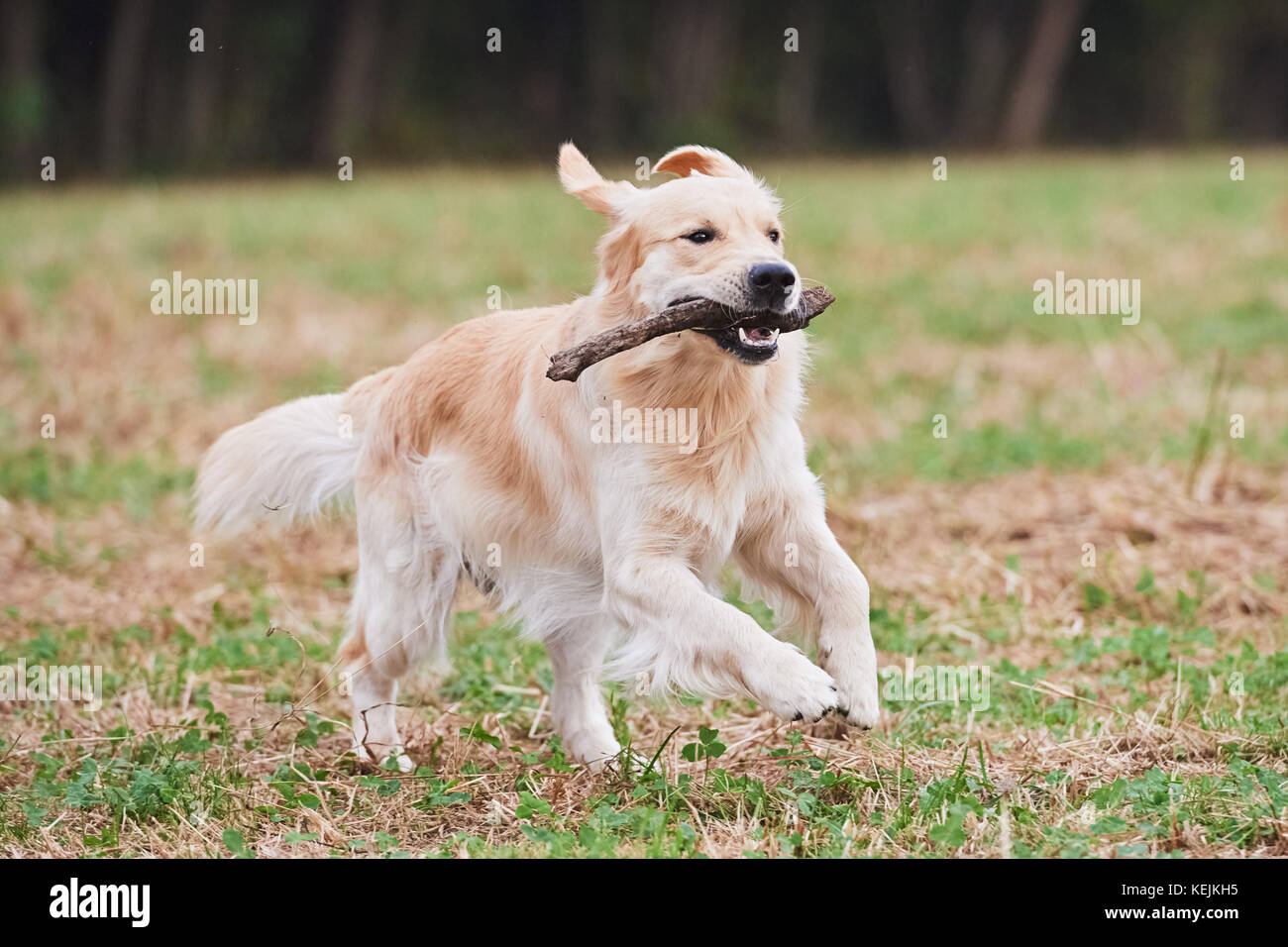 Young Purebred Golden Retriever fetching a stick Stock Photo - Alamy
