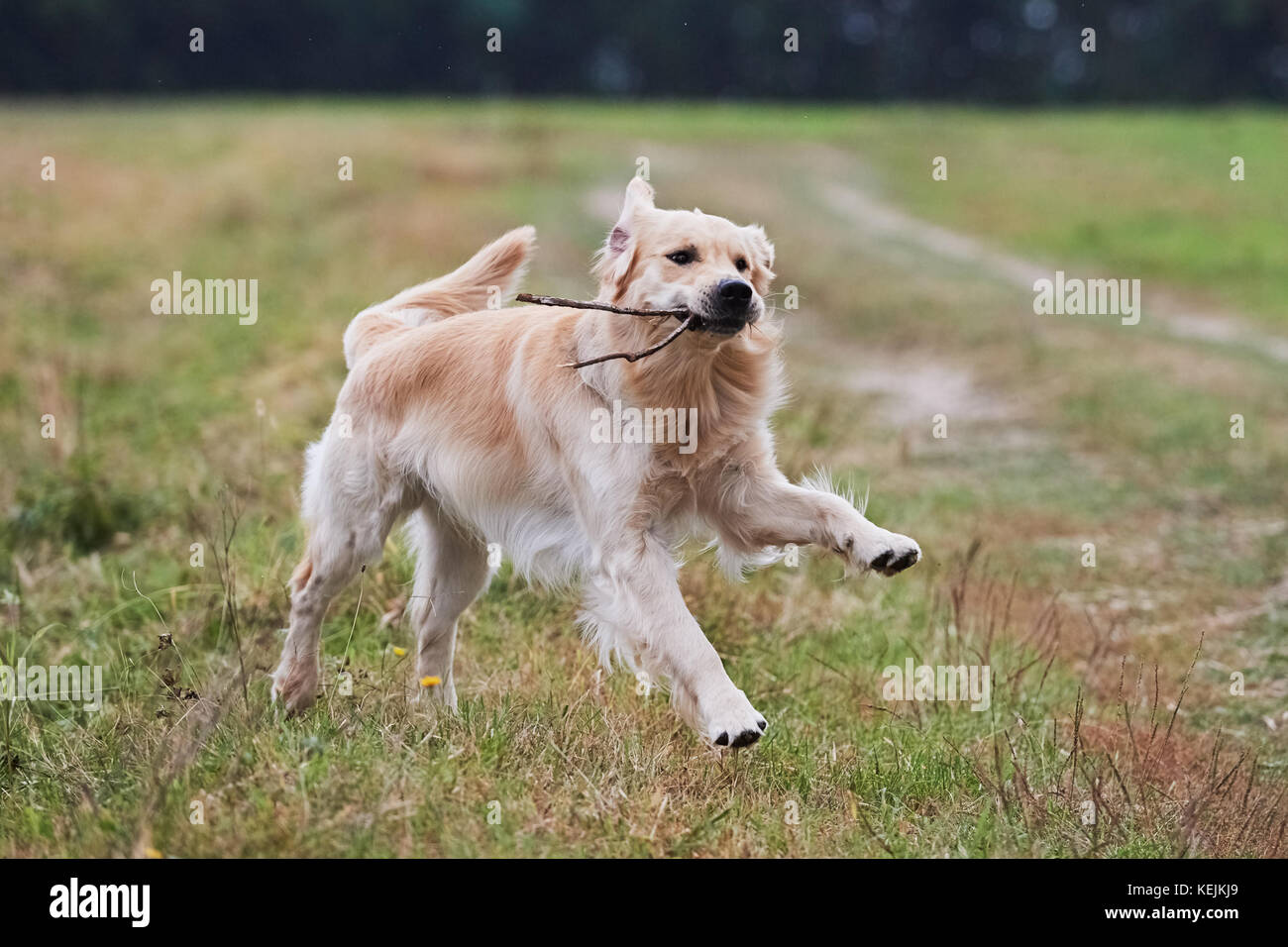 Young Purebred Golden Retriever fetching a stick Stock Photo - Alamy