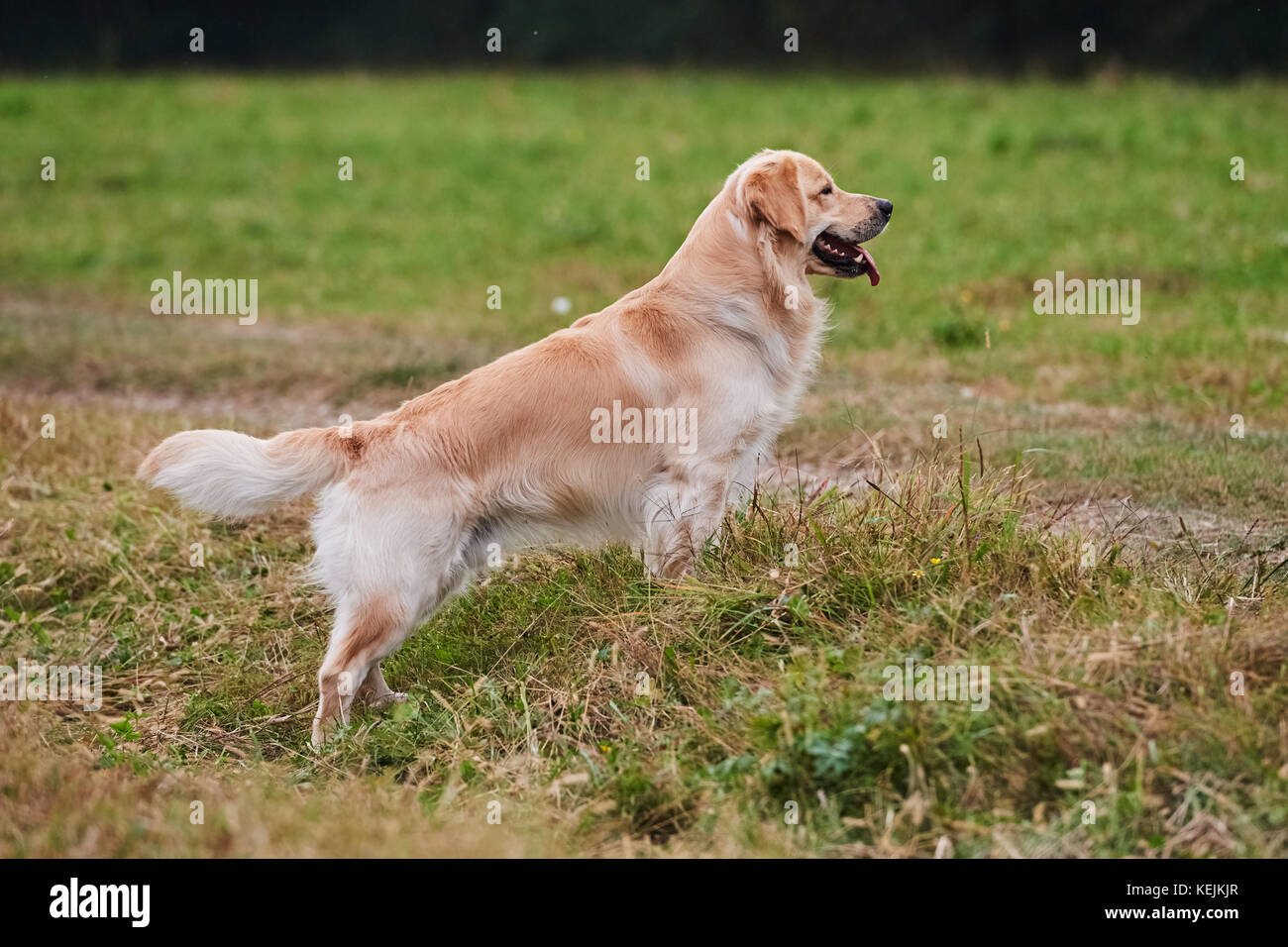 Golden retriever standing hi-res stock photography and images - Alamy