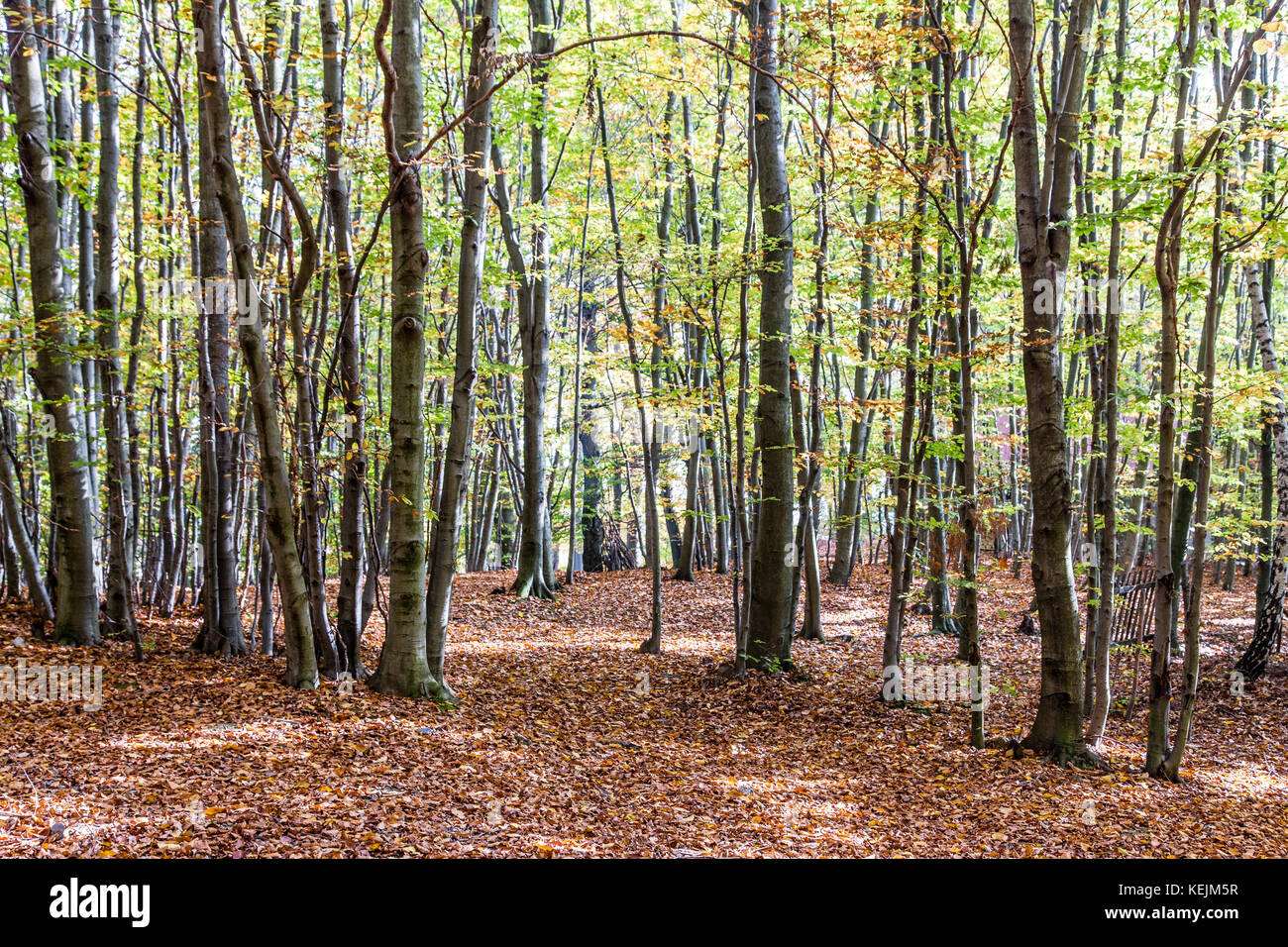 Colorful Little Carpathians during autumn season in Slovakia Stock ...