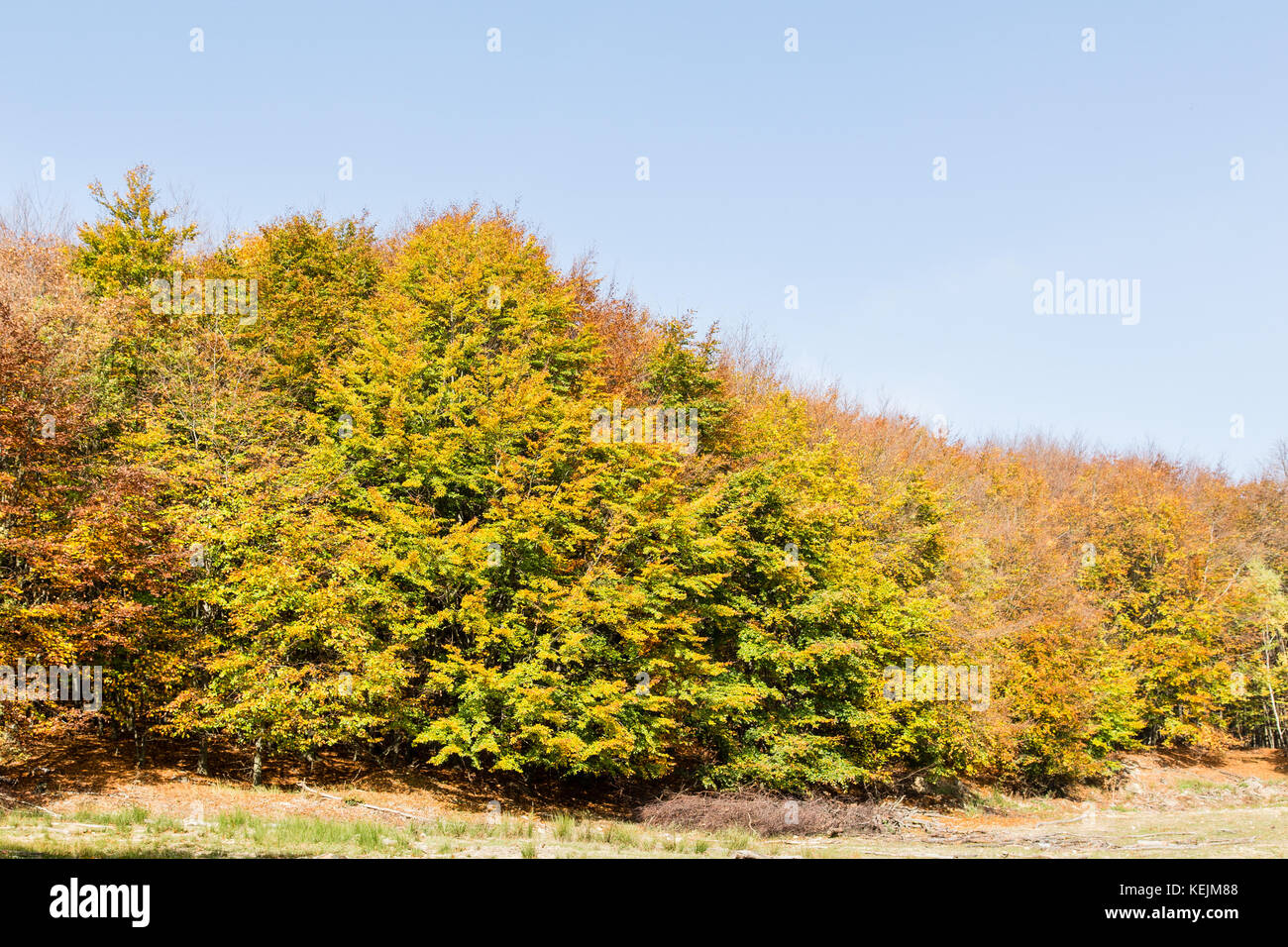 Colorful Little Carpathians during autumn season in Slovakia Stock ...