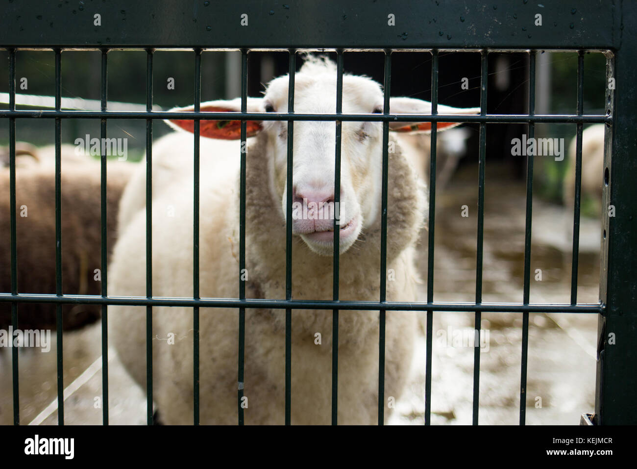 Australian merino sheep hi-res stock photography and images - Alamy
