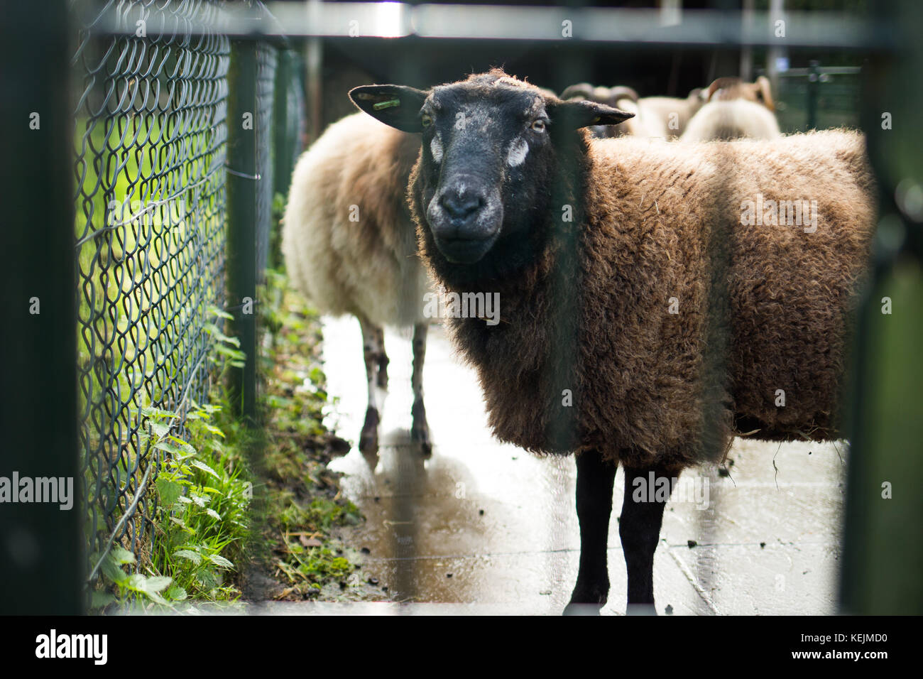 Australian merino sheep hi-res stock photography and images - Alamy