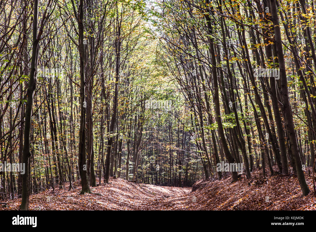 Colorful Little Carpathians during autumn season in Slovakia Stock ...
