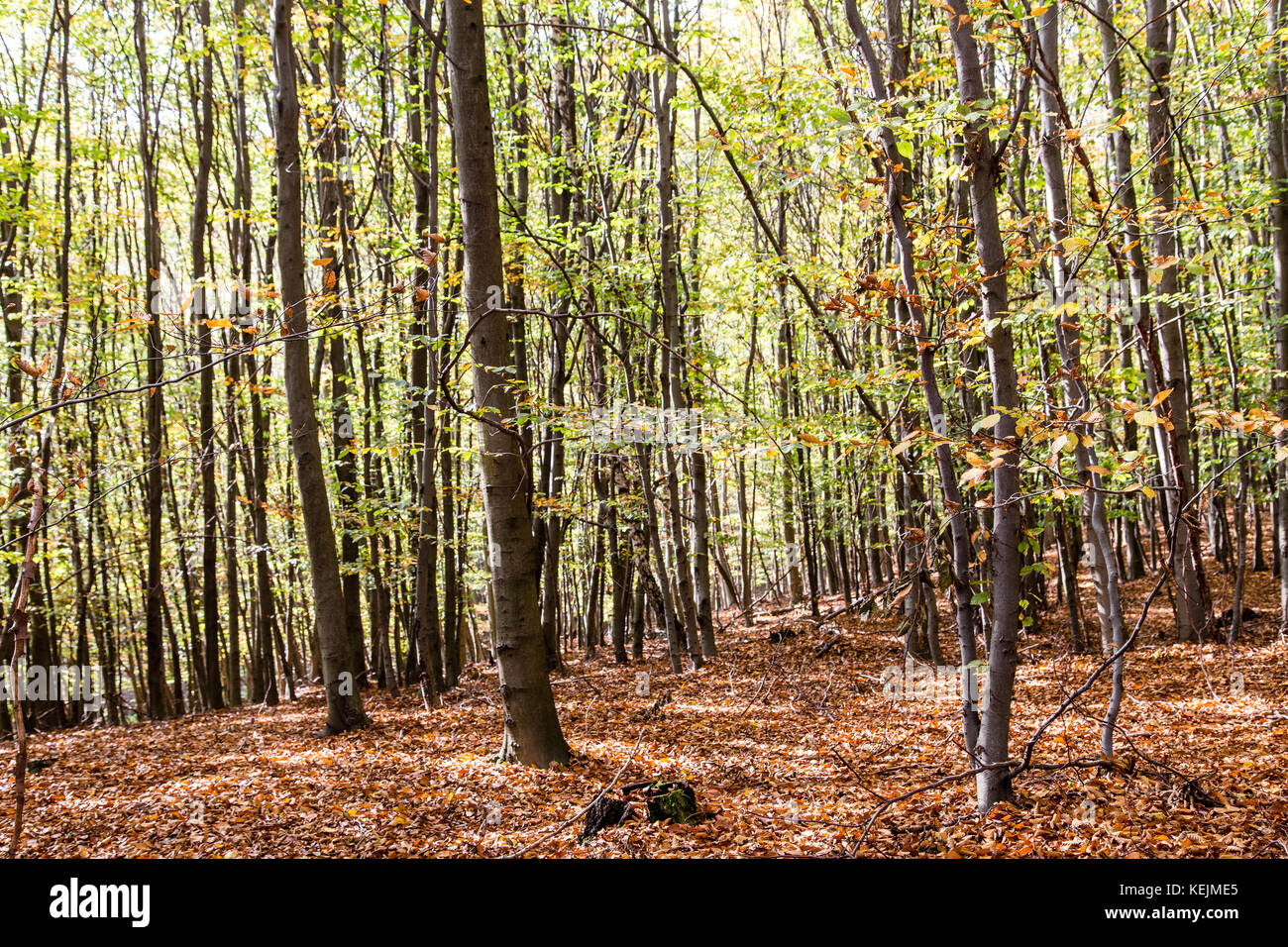Colorful Little Carpathians during autumn season in Slovakia Stock ...
