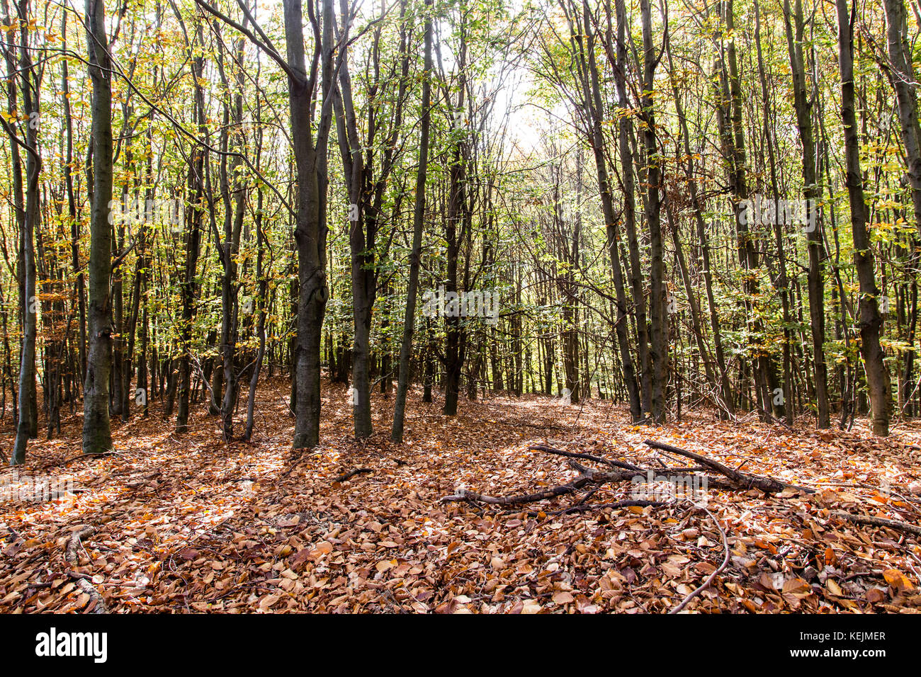 Colorful Little Carpathians during autumn season in Slovakia Stock ...