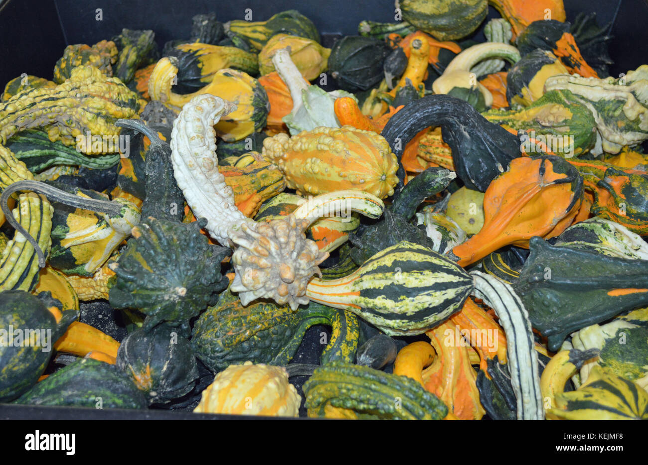 Various gourds hi-res stock photography and images - Alamy